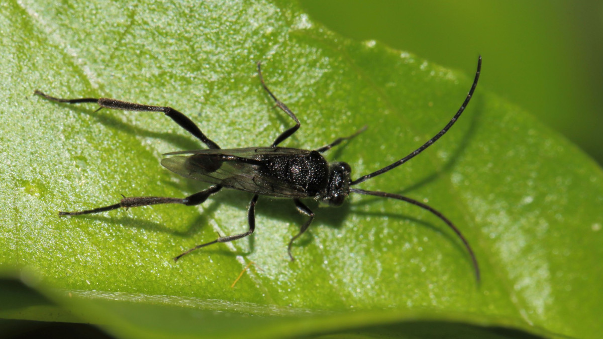 Ensign Wasps: Parasitic, Predatory, but Harmless to Humans - Owlcation