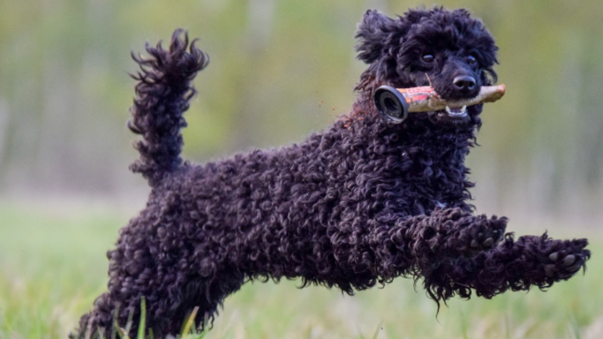 15 Facts About Black Poodles - HubPages