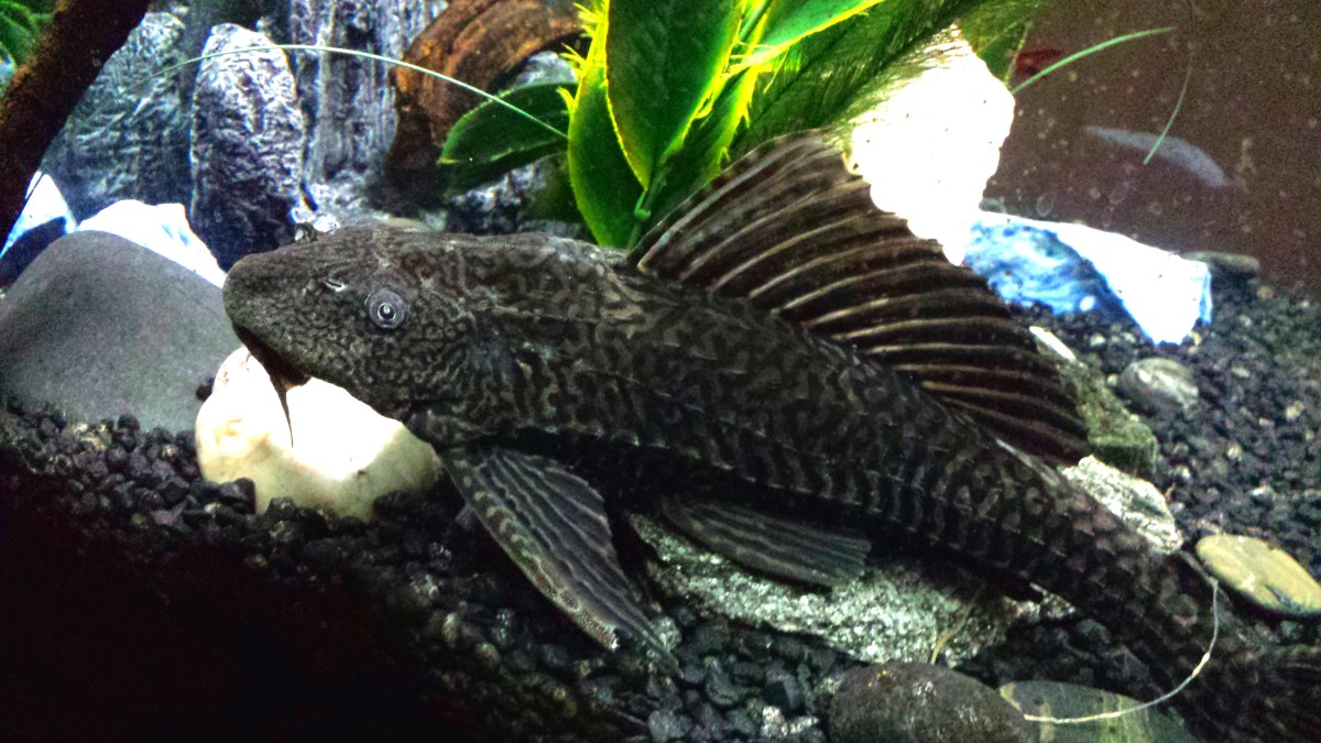 How to Keep Your Aquarium Water Crystal Clear - HubPages