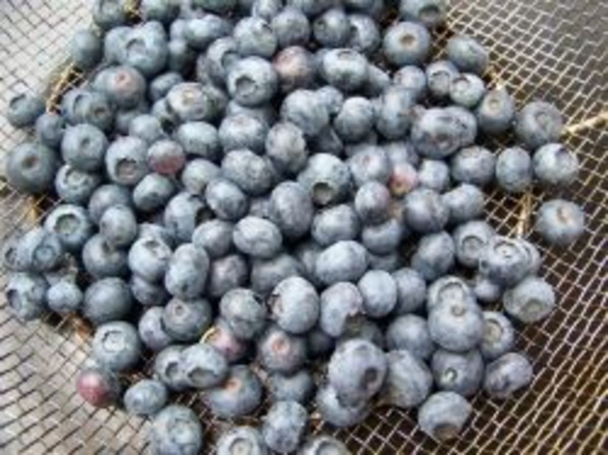 Grilled Fruit 10 - Blueberries (Yes!) - HubPages