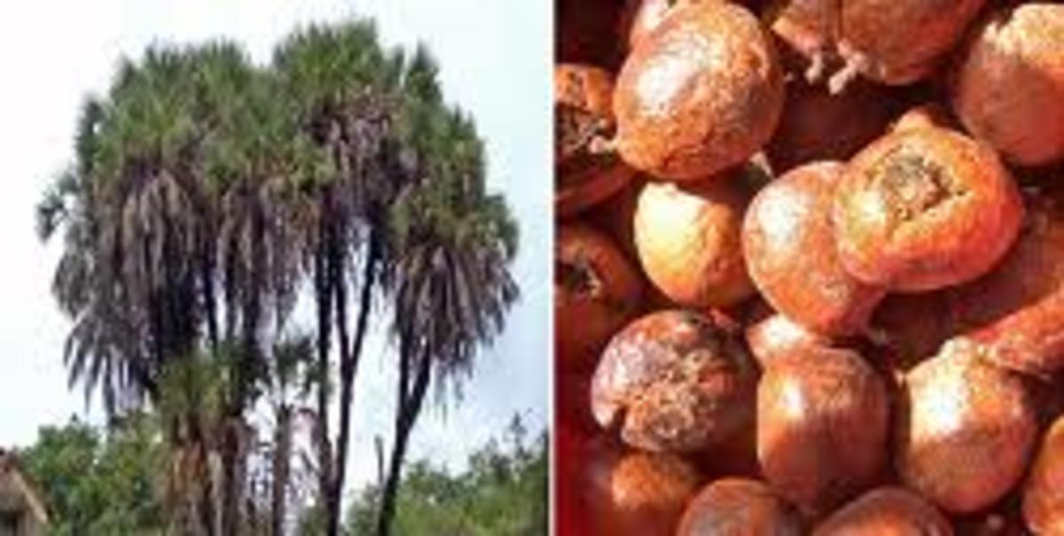 50 Remedies from Ancient Egypt - HubPages