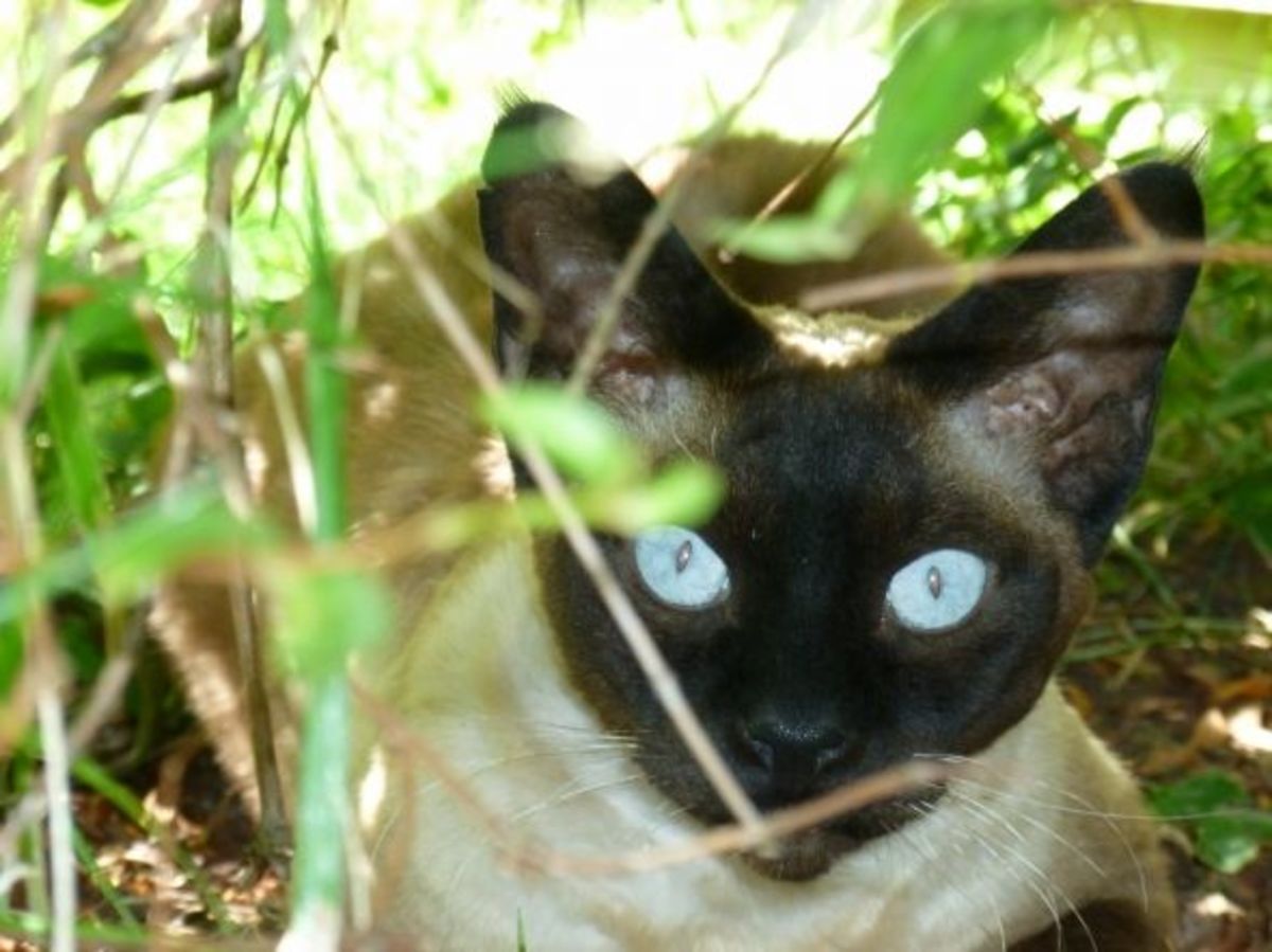 Devon Rex - The Hypoallergenic Cat - HubPages
