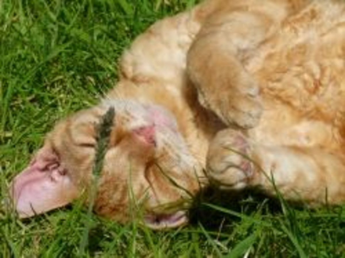 Devon Rex - The Hypoallergenic Cat - HubPages