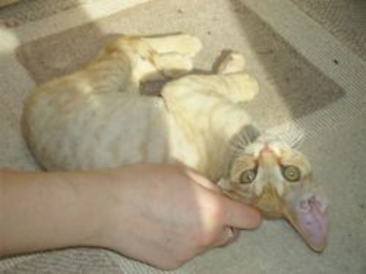 Devon Rex - The Hypoallergenic Cat - HubPages