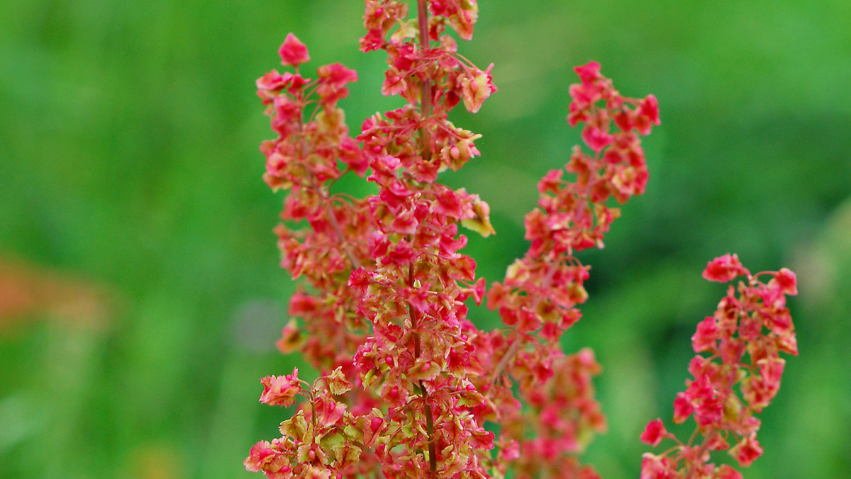 10 Wind-Pollinated Flowers With Planting Tips and Photos - Dengarden