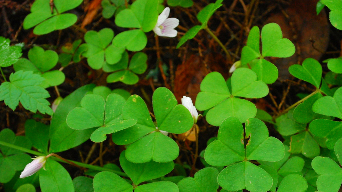 10 Wind-Pollinated Flowers With Planting Tips and Photos - Dengarden