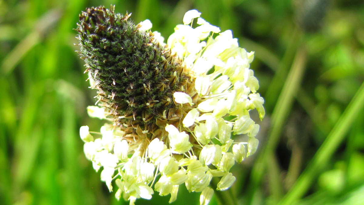 10 Wind-Pollinated Flowers With Planting Tips and Photos - Dengarden