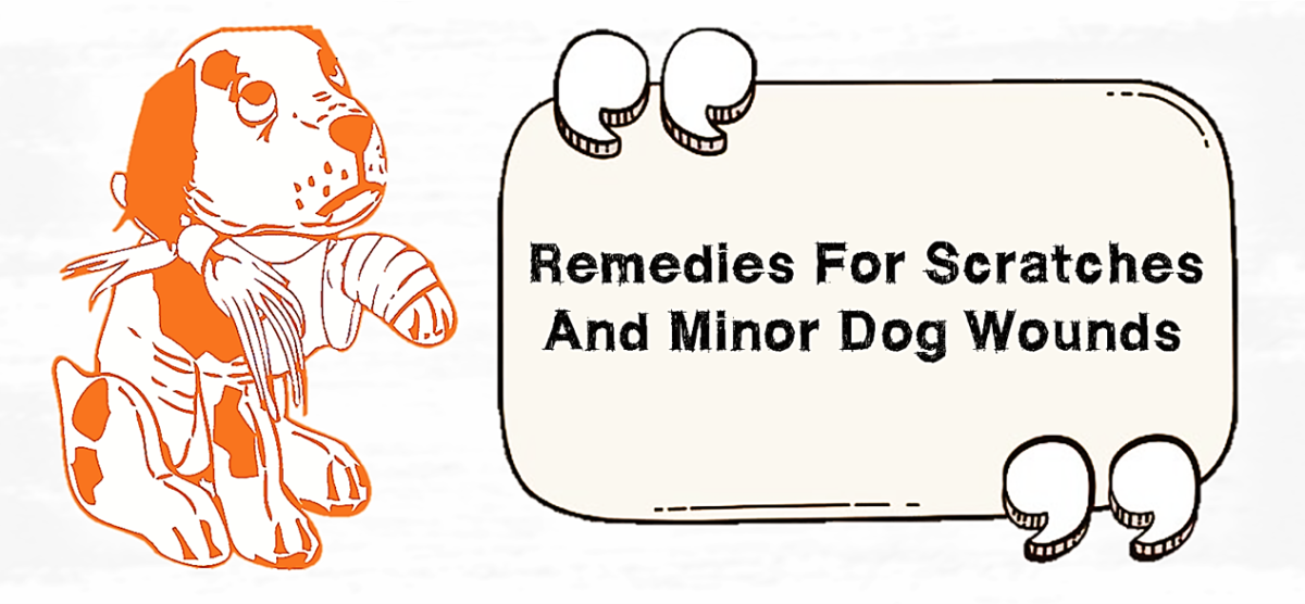 Home Remedies For Common Dog Health Problems - HubPages