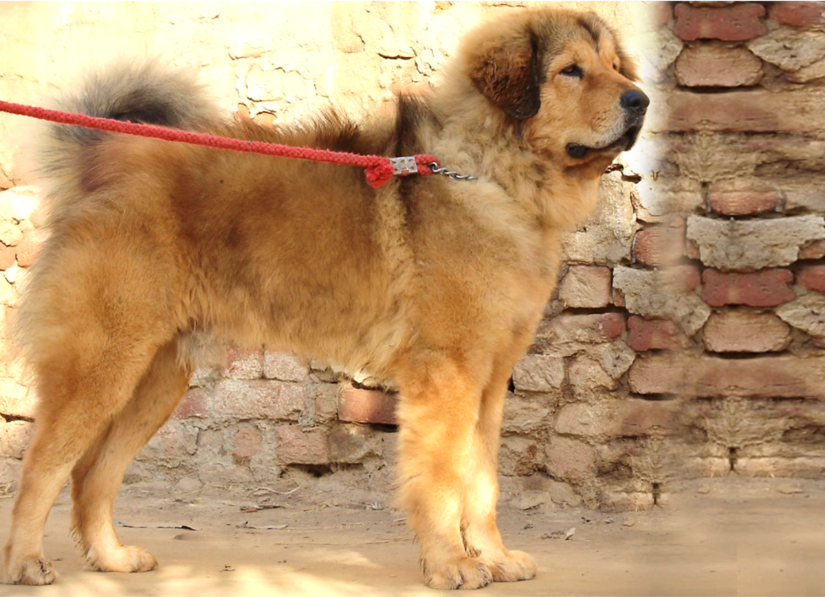 Dog That Looks Like A Lion 8 Cute Dogs That Look Like Lions | Times Of