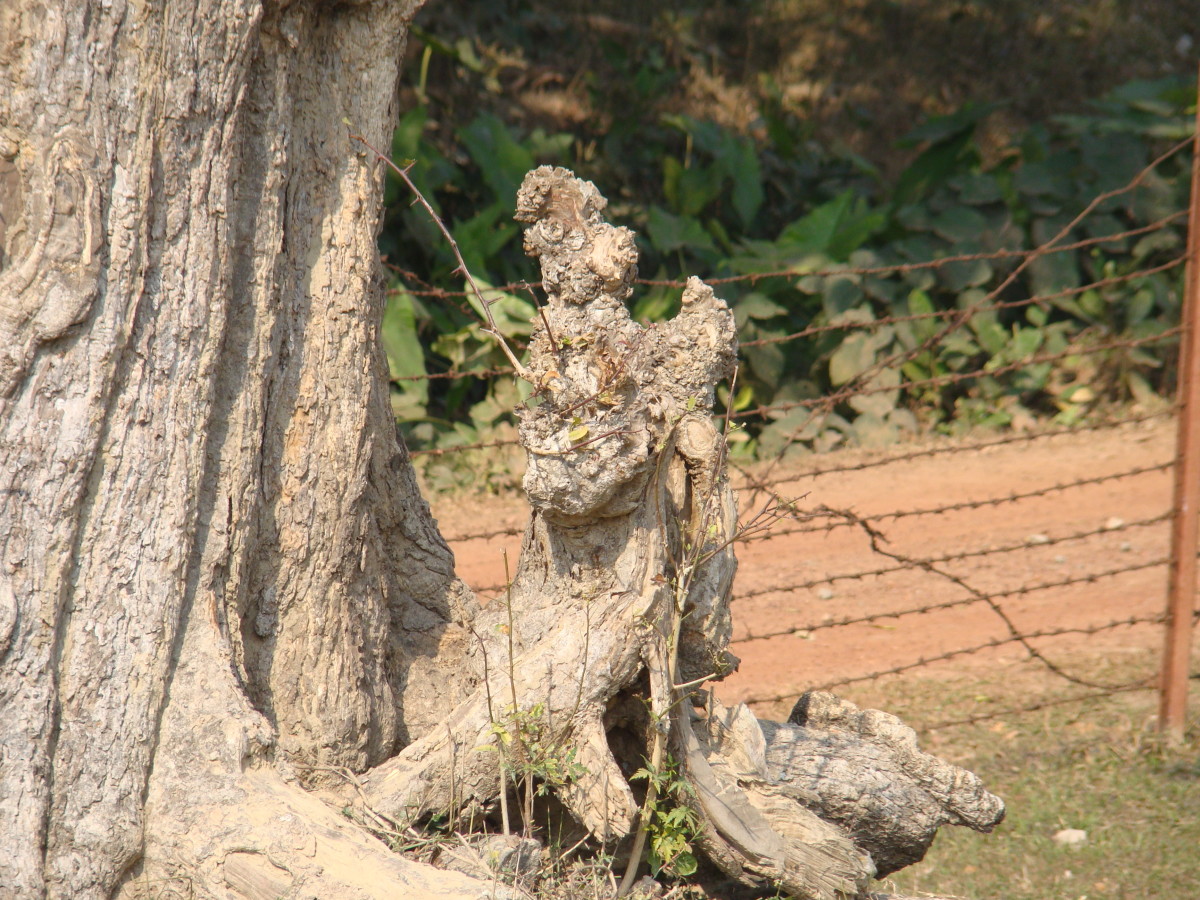 Pareidolia : Seeing something where there is none - HubPages