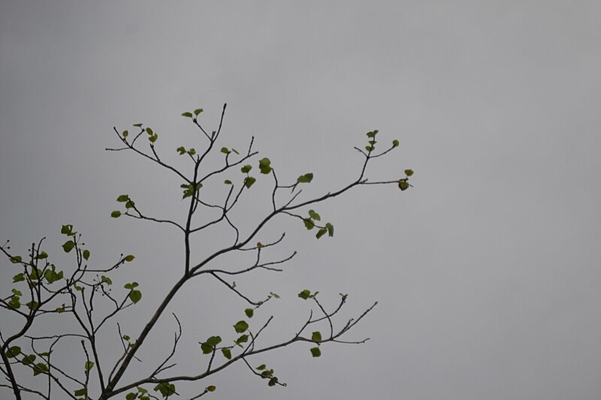 The Tree that Springs Forth: A Poem on Paying It Forward - HubPages