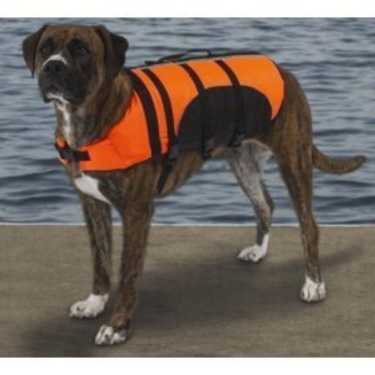 Best Dog Life Jackets - HubPages