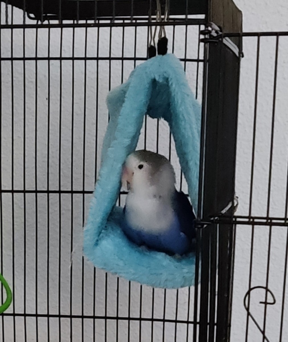 Pros and Cons of Keeping Lovebirds as Pets - HubPages
