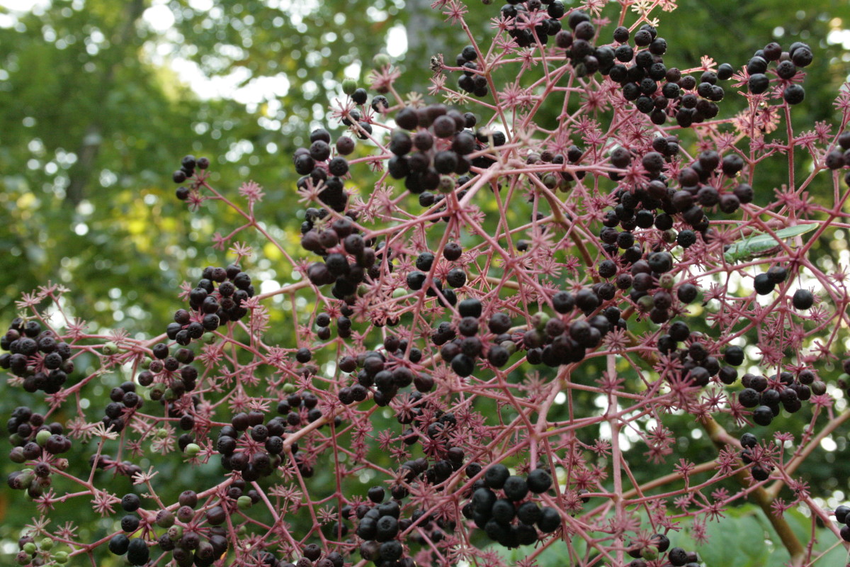 Meet Aralia spinosa (Devil's Walking Stick) - HubPages
