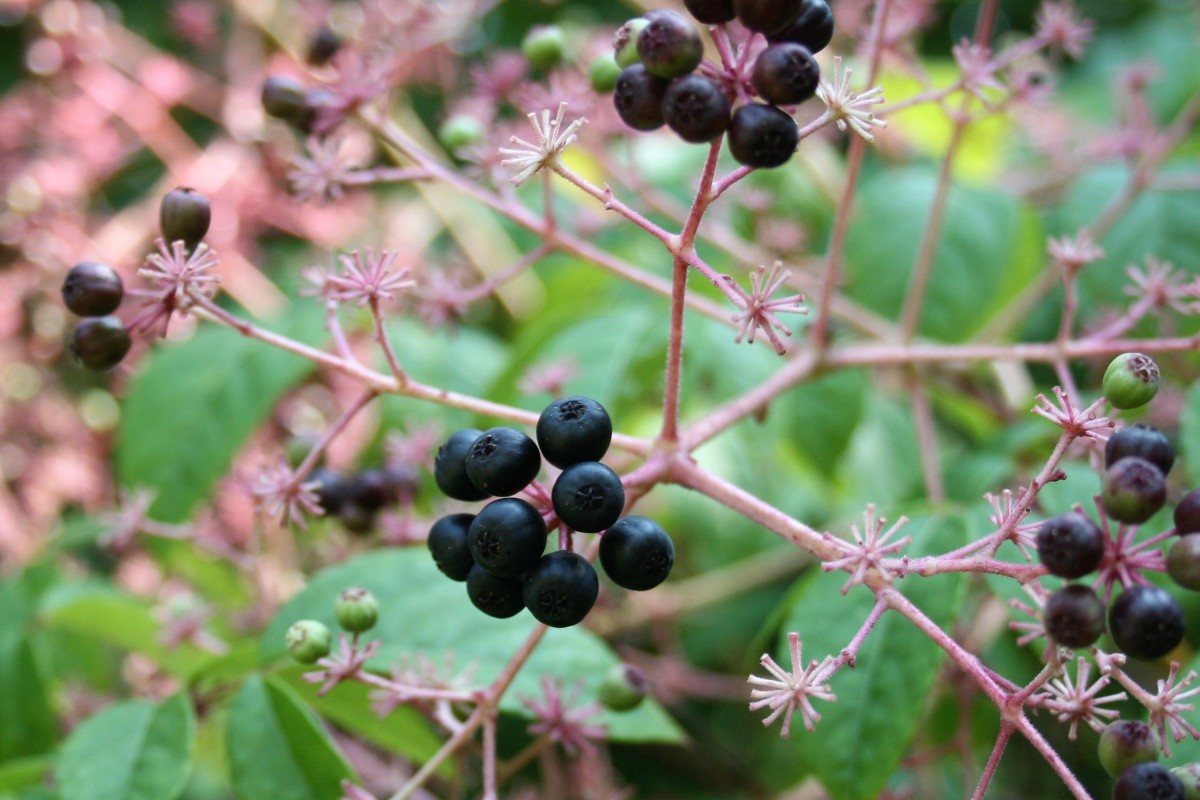 Meet Aralia spinosa (Devil's Walking Stick) - HubPages