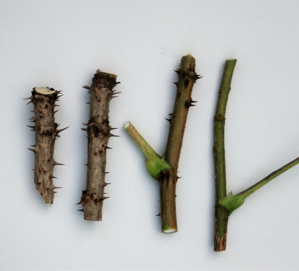 Meet Aralia spinosa (Devil's Walking Stick) - HubPages