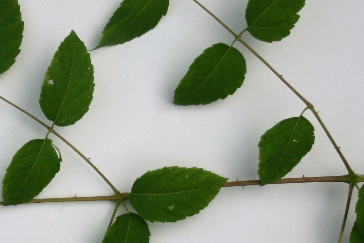 Meet Aralia spinosa (Devil's Walking Stick) - HubPages