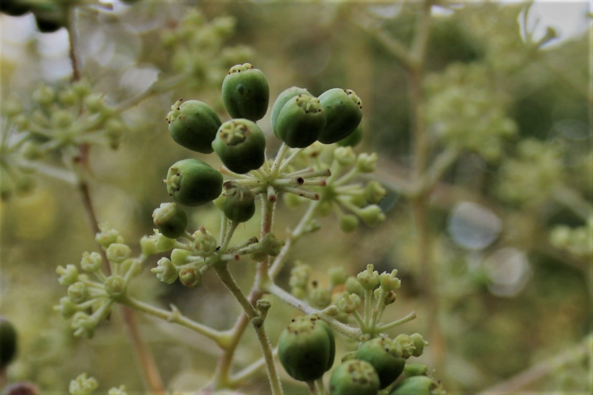 Meet Aralia spinosa (Devil's Walking Stick) - HubPages