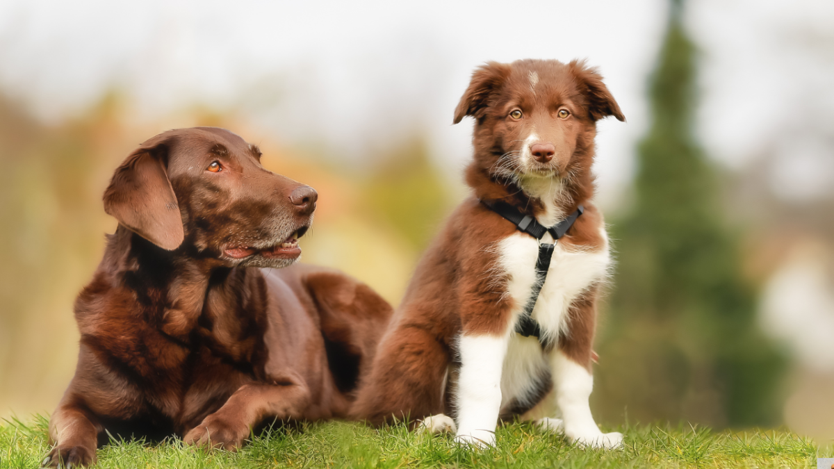 Distance Increasing and Decreasing Signals in Dogs - HubPages