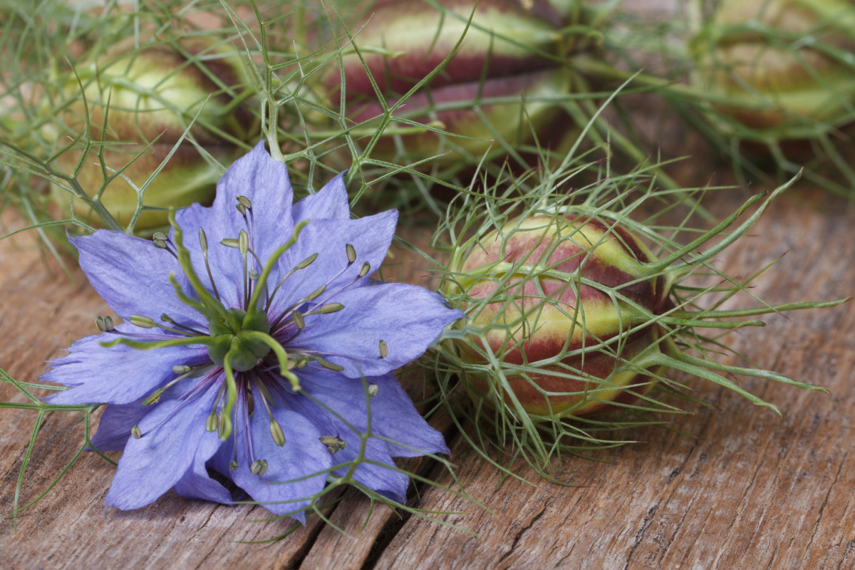 The Beauty of Love-in-a-Mist Annual Flowers Can Take Your Breath Away ...