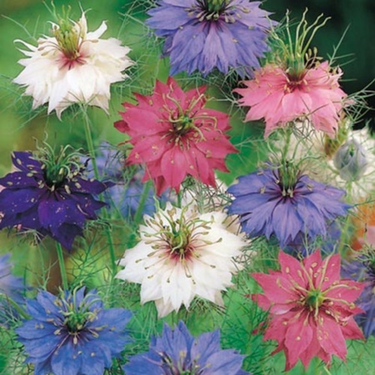 The Beauty of Love-in-a-Mist Annual Flowers Can Take Your Breath Away ...