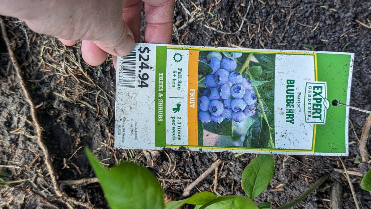 Blueberry Patch - Creating a Permanent Spot that Uses Natural Self ...