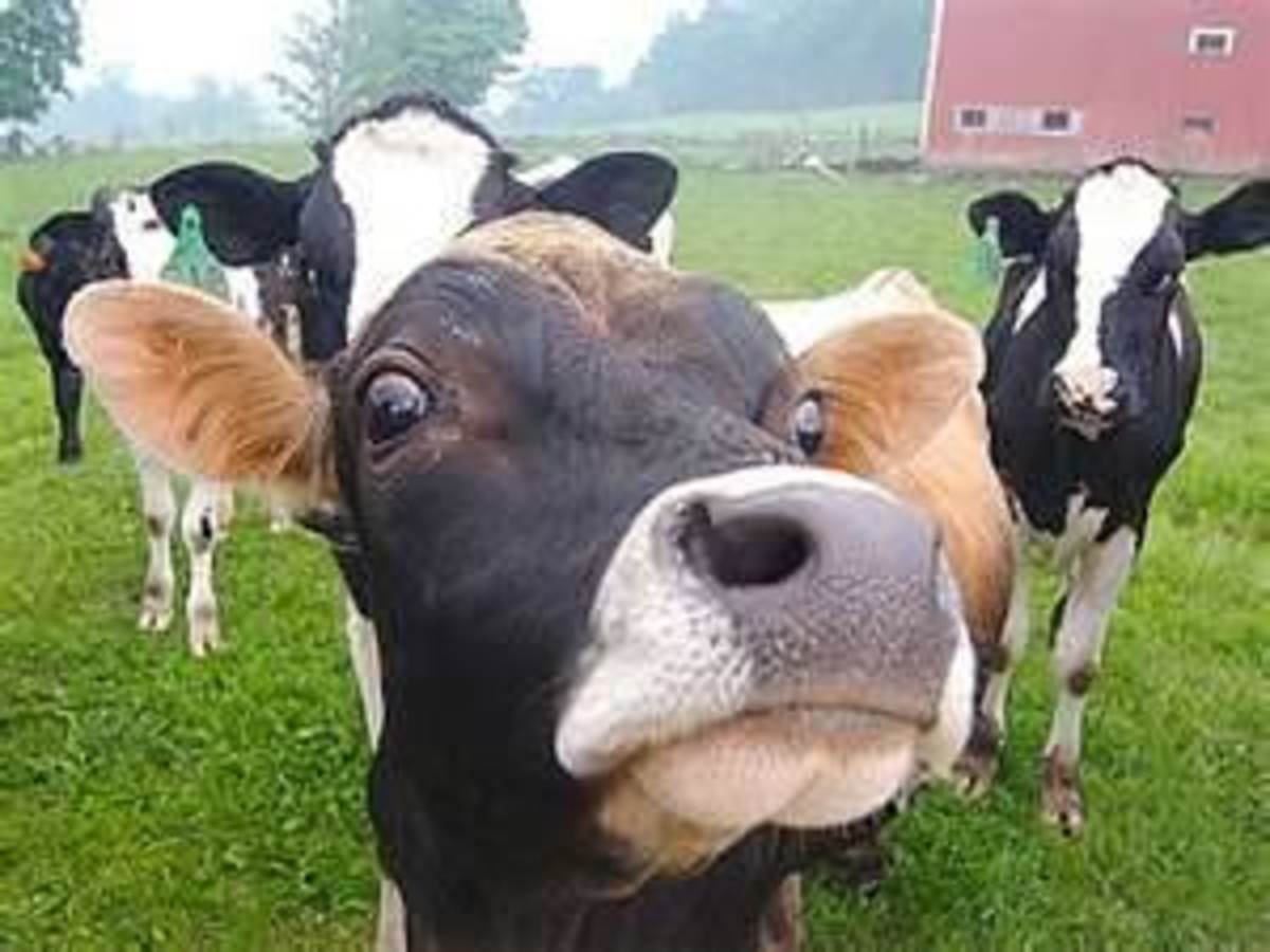 Why Cows Can't Fly - HubPages