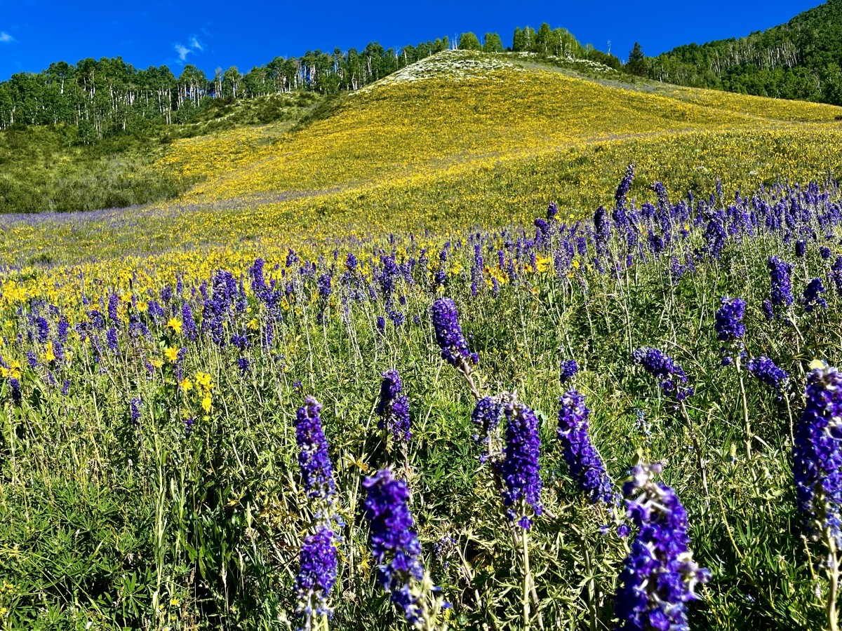 Easy Colorado Wildflower Walks and Drives - HubPages