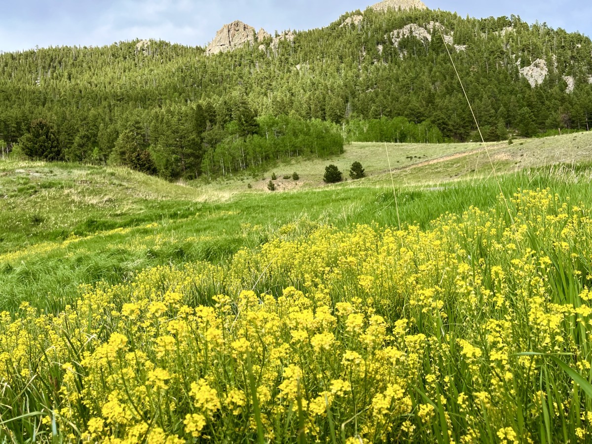 Easy Colorado Wildflower Walks and Drives - HubPages