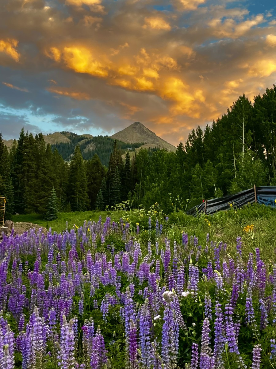 Easy Colorado Wildflower Walks and Drives - HubPages