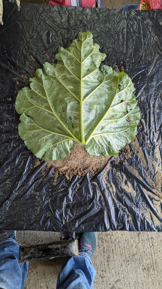 Rhubarb Leaf Cement Casting - HubPages