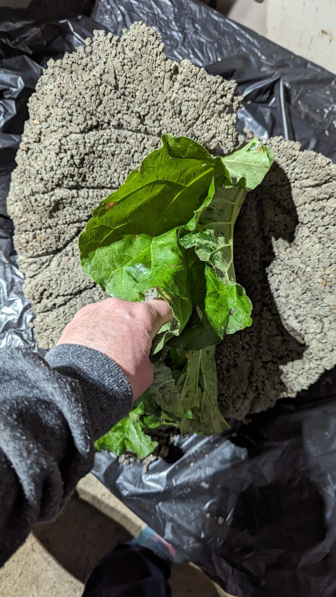 Rhubarb Leaf Cement Casting - HubPages