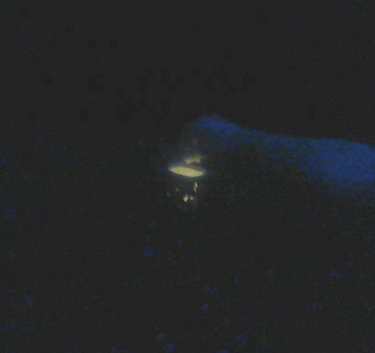 How to Make a Small Lantern to Attract Fireflies at Night - HubPages