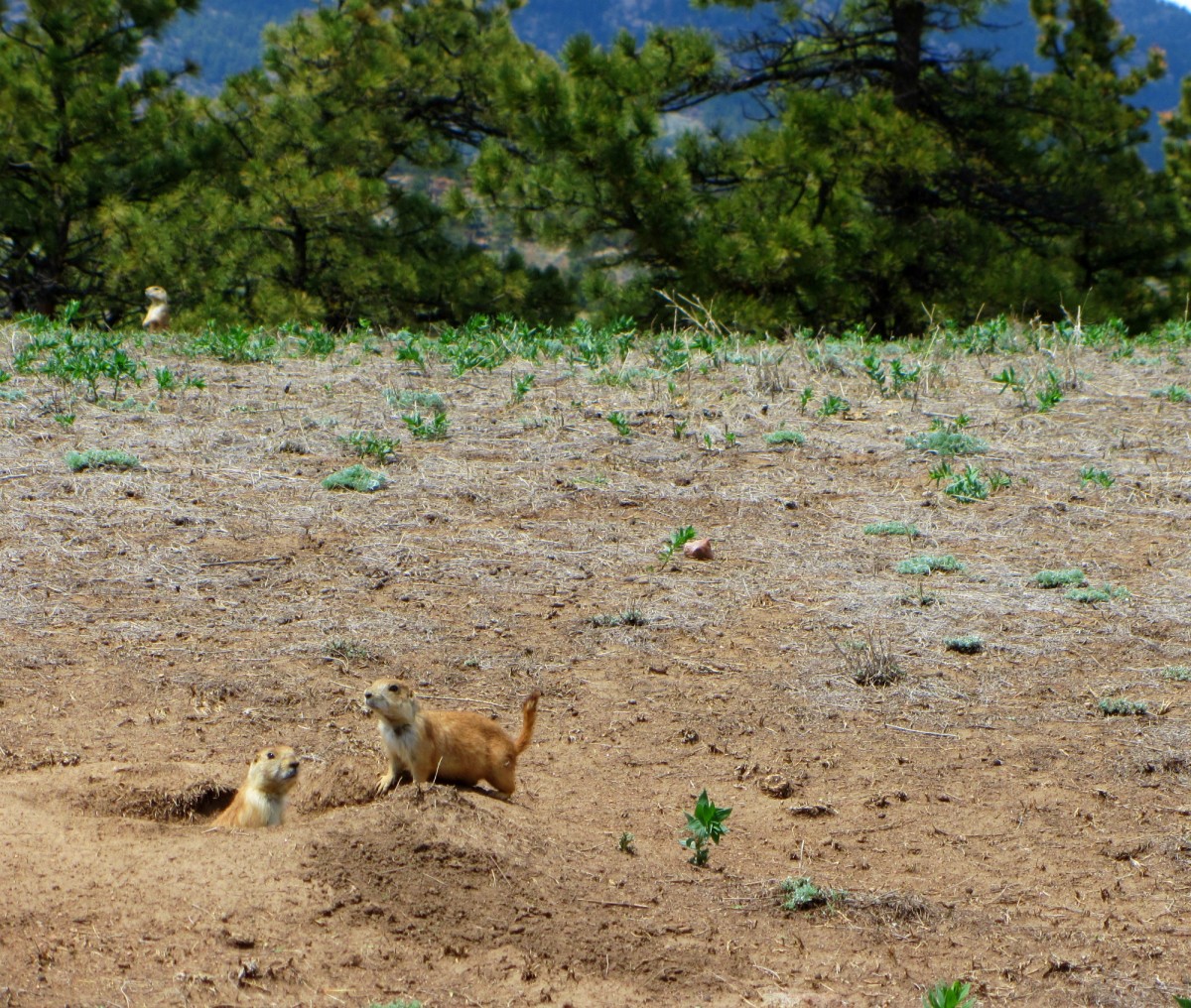 Hiking at the Hall Ranch - North Foothills Open Space Near Lyons ...