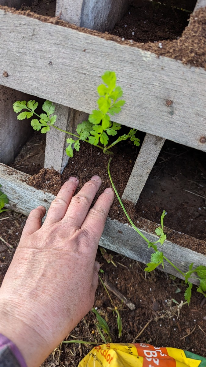 Herb Box - Squares for Each Herb - HubPages