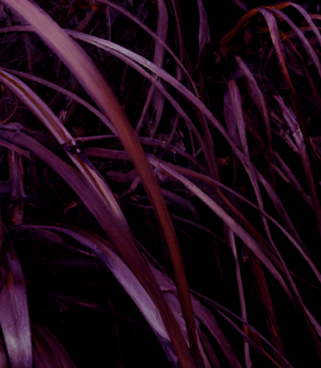 Five Creepy Plants That Are Easy To Grow - HubPages