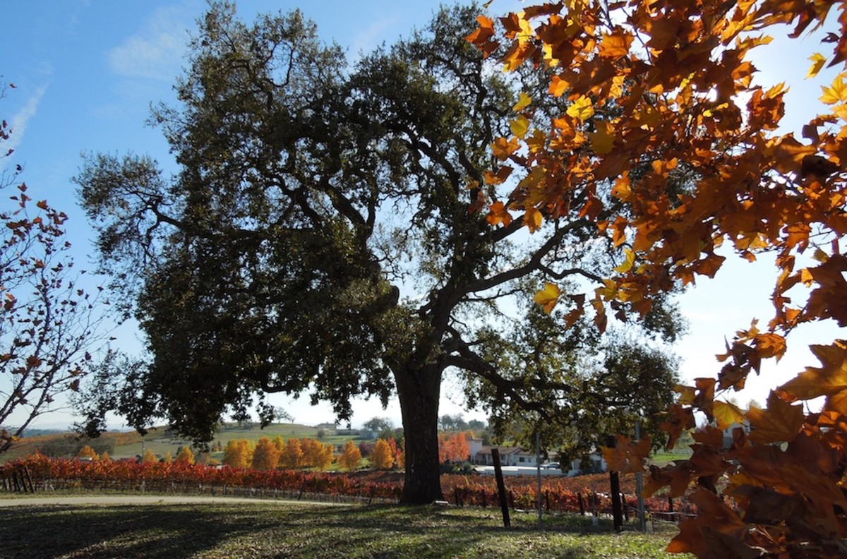 Trees in Autumn: A Seasonal Display of Splendor and Sadness - HubPages