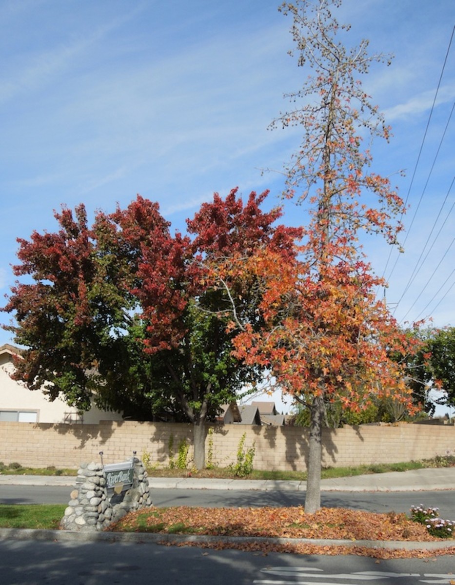 Trees in Autumn: A Seasonal Display of Splendor and Sadness - HubPages