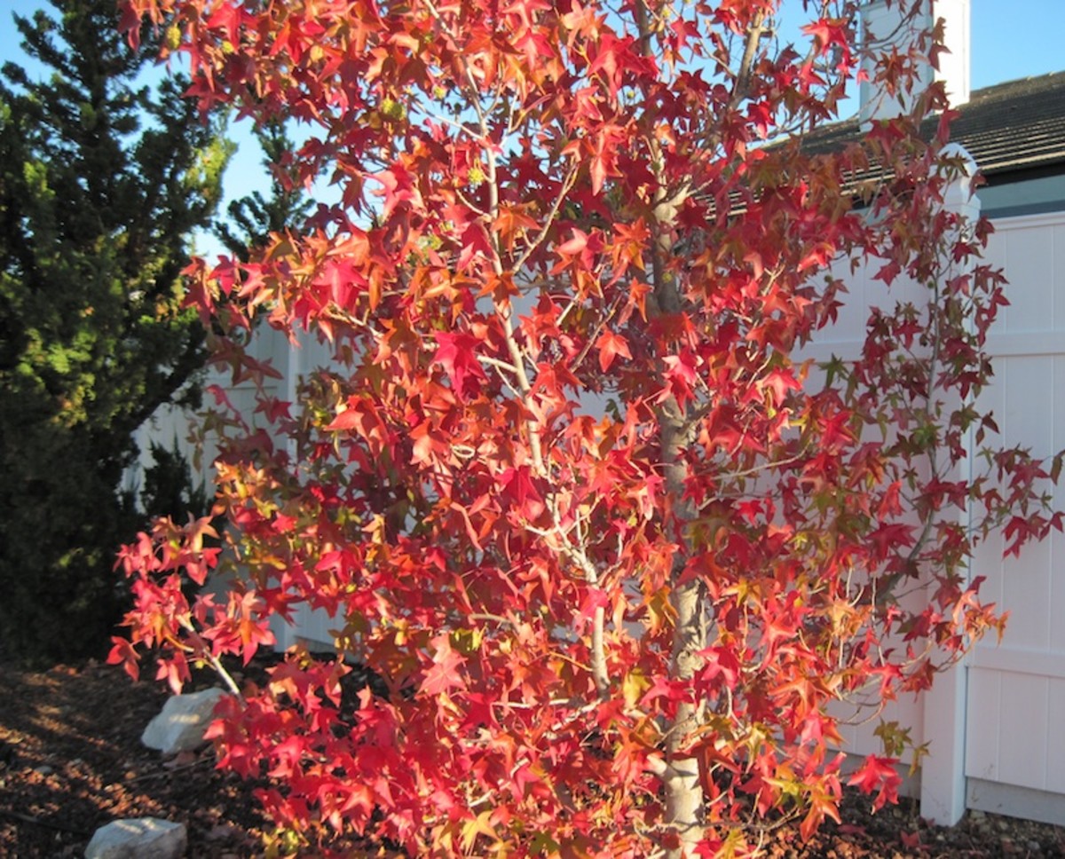 Trees in Autumn: A Seasonal Display of Splendor and Sadness - HubPages