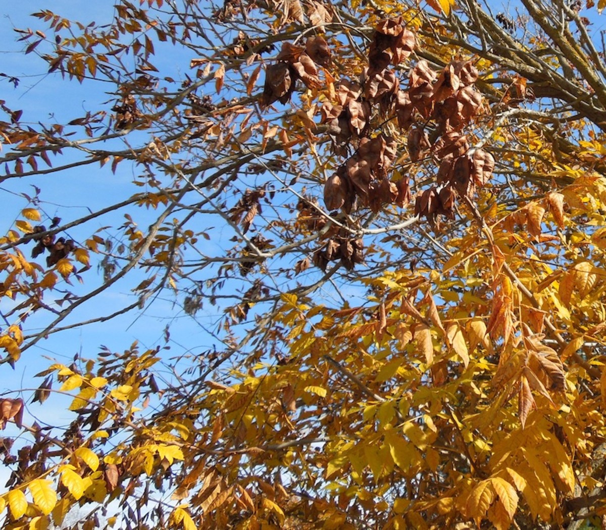 Trees in Autumn: A Seasonal Display of Splendor and Sadness - HubPages