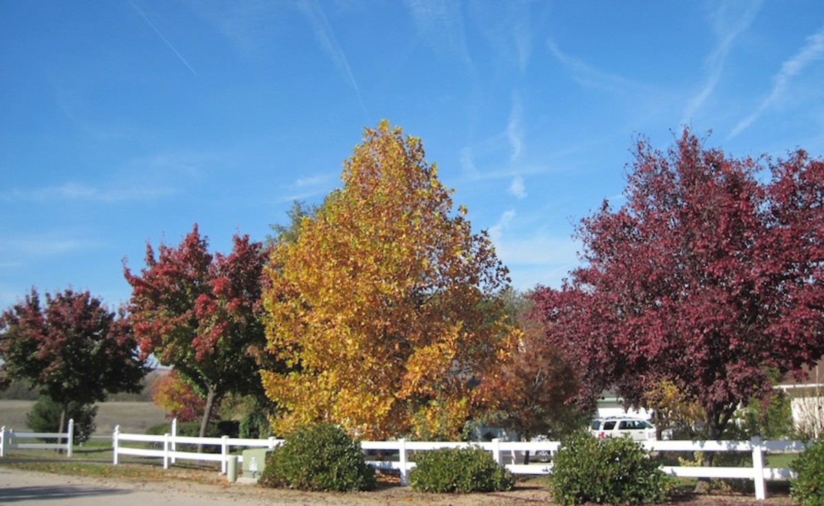Trees in Autumn: A Seasonal Display of Splendor and Sadness - HubPages