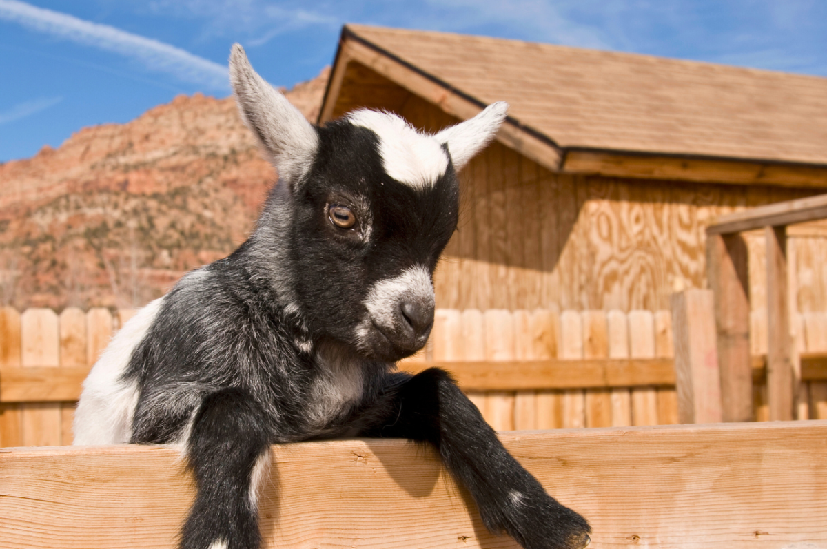 100+ Names for a Goat Shelter (Bleat Street to Goatchella) - HubPages