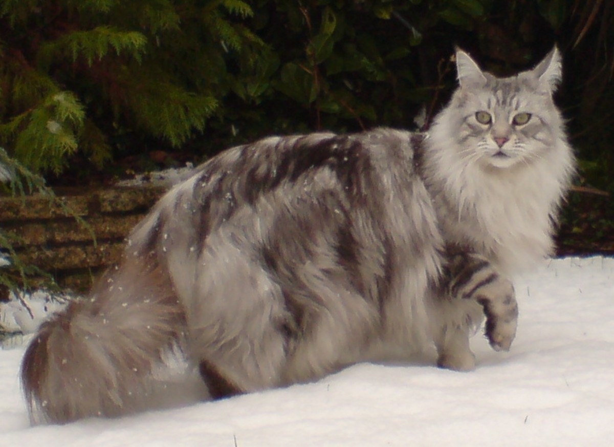 11 Largest Domestic Cat Breeds in the World - HubPages