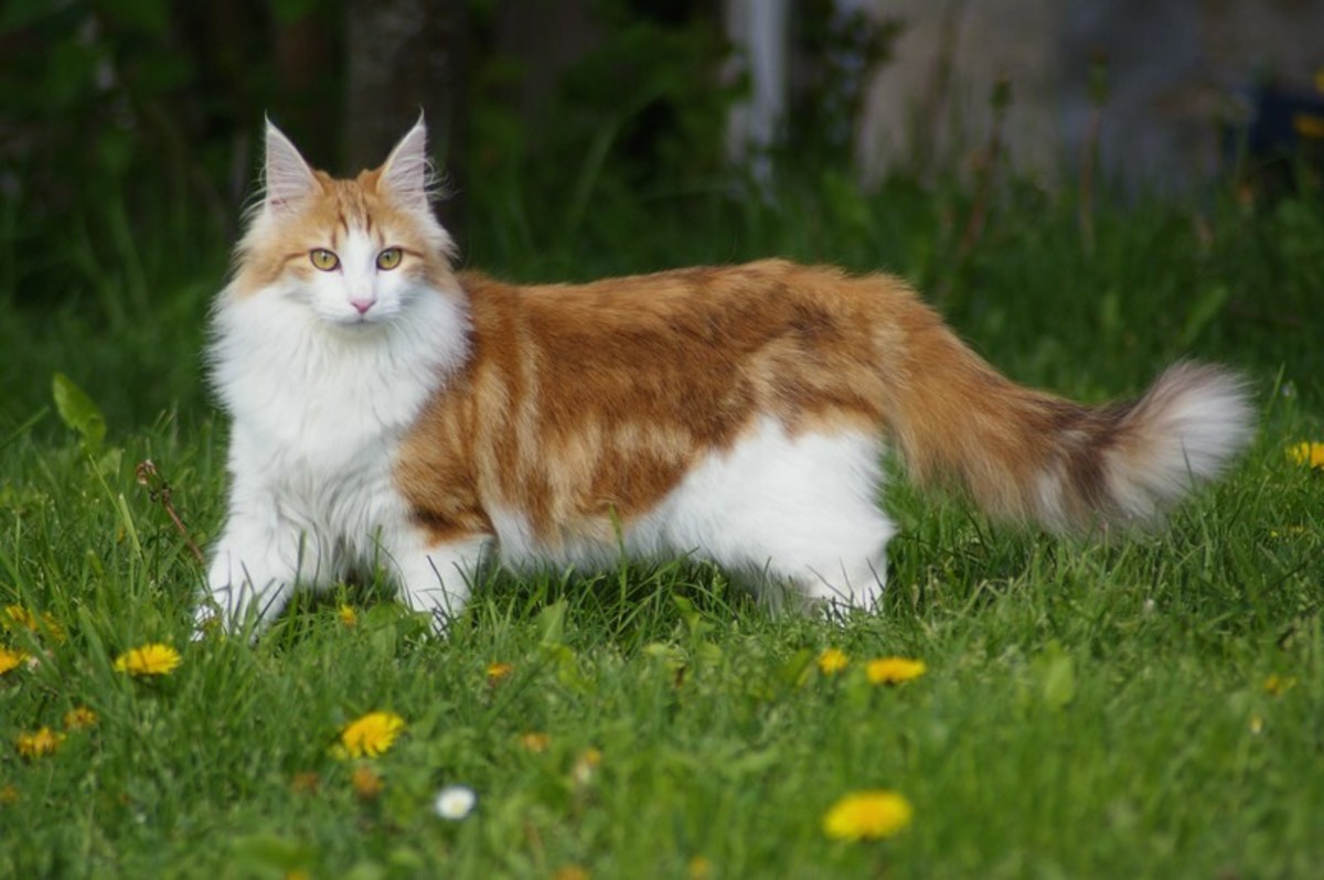 11 Largest Domestic Cat Breeds in the World - HubPages