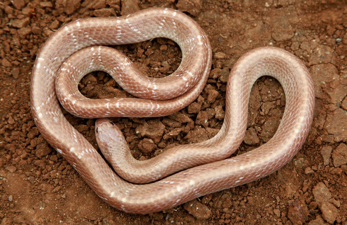 25 Of The World39s Most Venomous Snakes Super Deadly