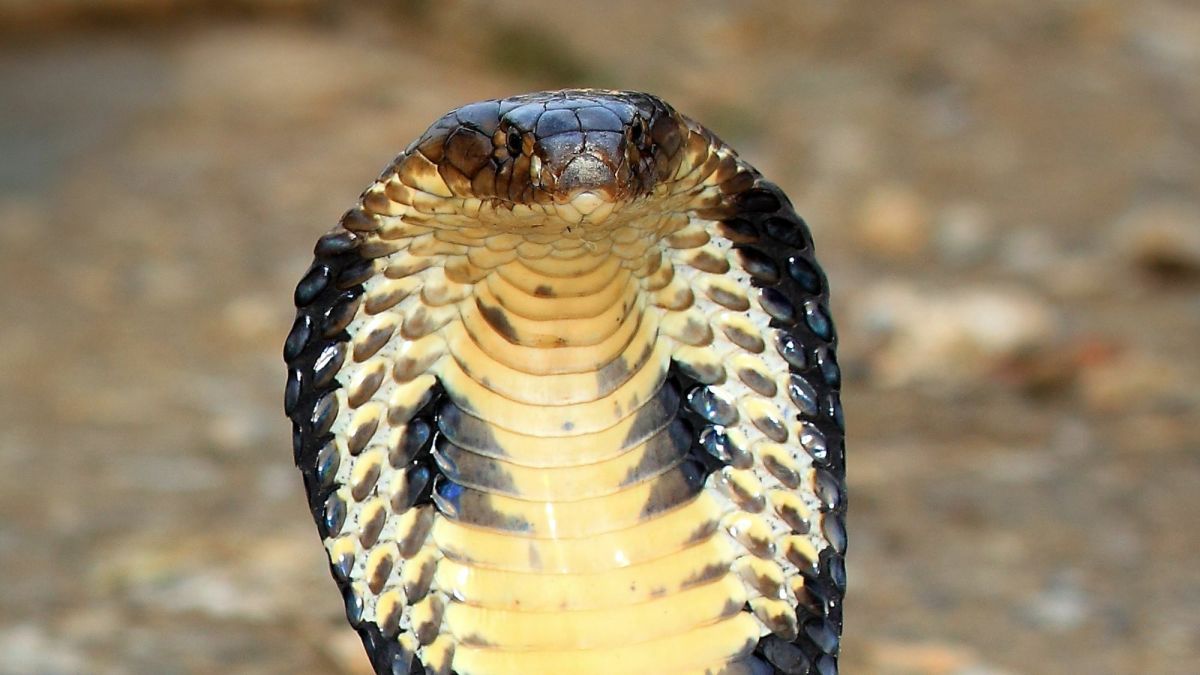 25 Of The World39s Most Venomous Snakes Super Deadly