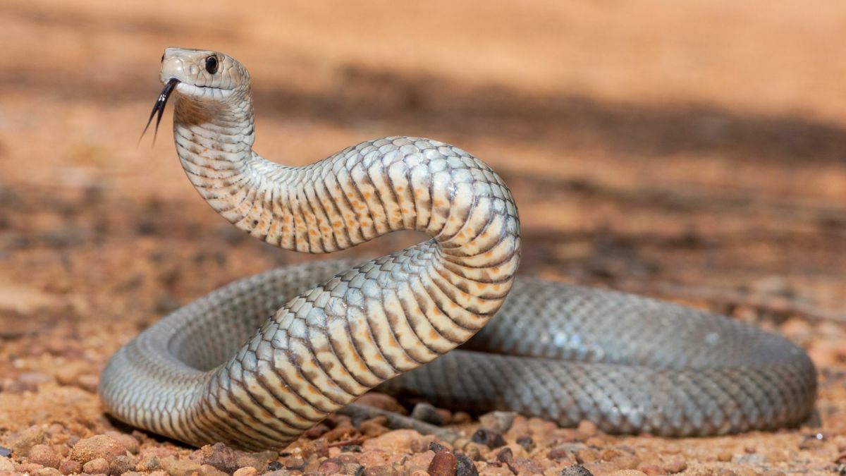 25 Of The World39s Most Venomous Snakes Super Deadly