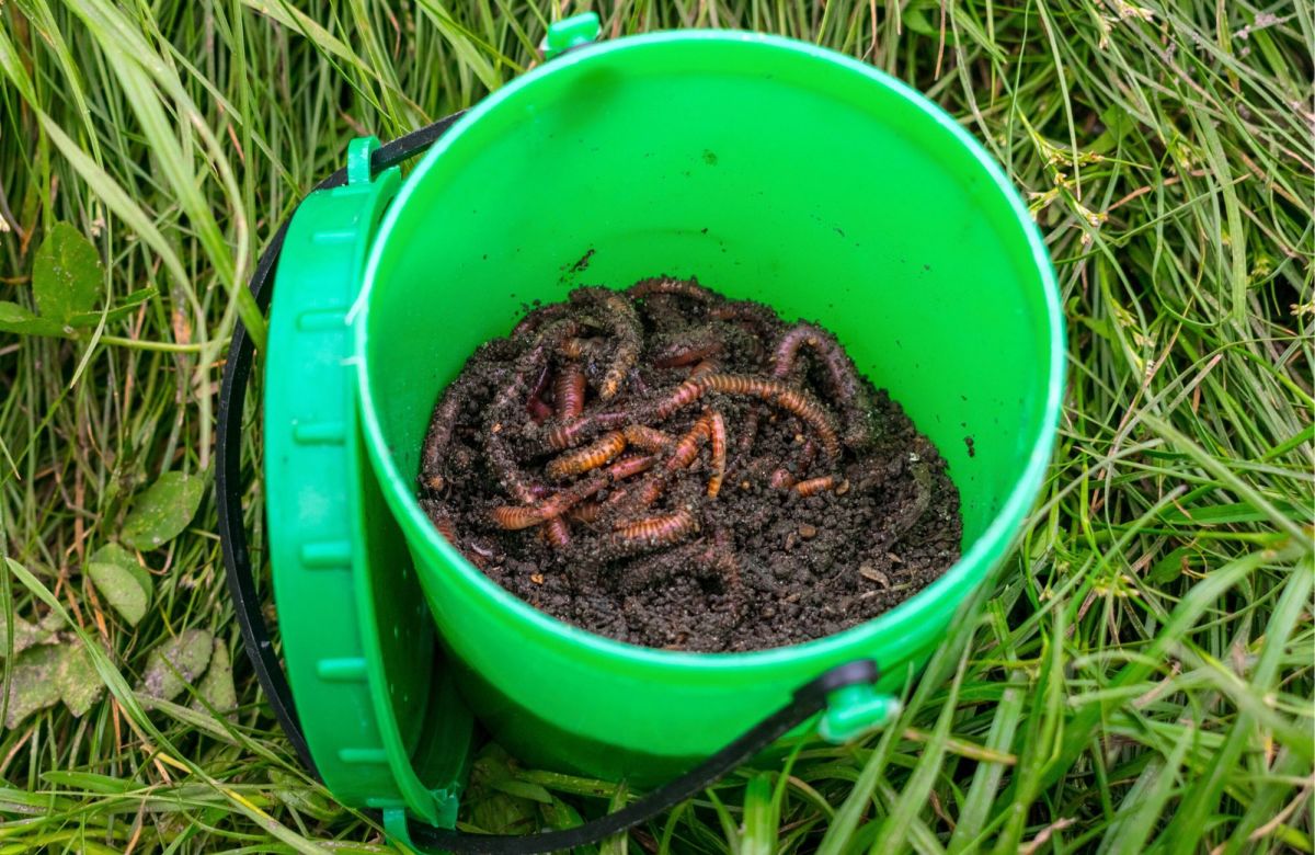 Packing Earthworms for Sale and Shipment - HubPages