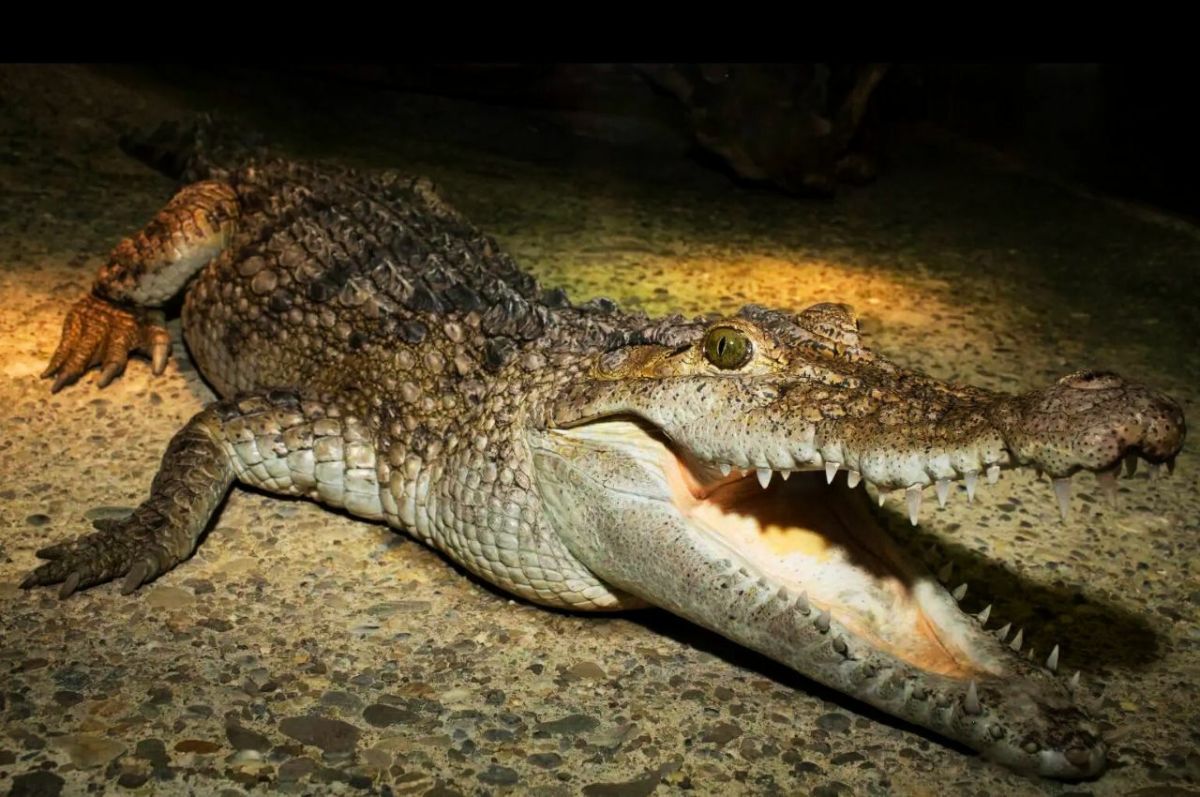 Top 50 Critically Endangered Animals in the Philippines - HubPages