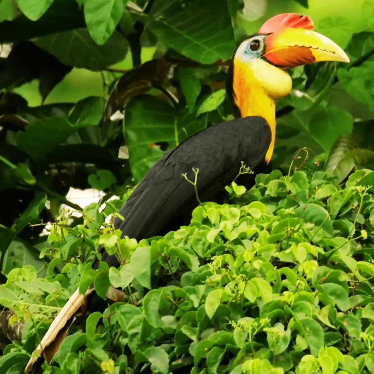 Top 50 Critically Endangered Animals in the Philippines - HubPages